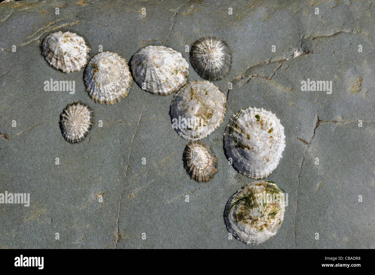 Limpet shells hi-res stock photography and images - Alamy