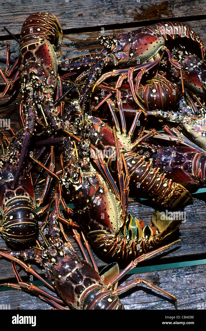 Necker island caribbean hi-res stock photography and images - Alamy