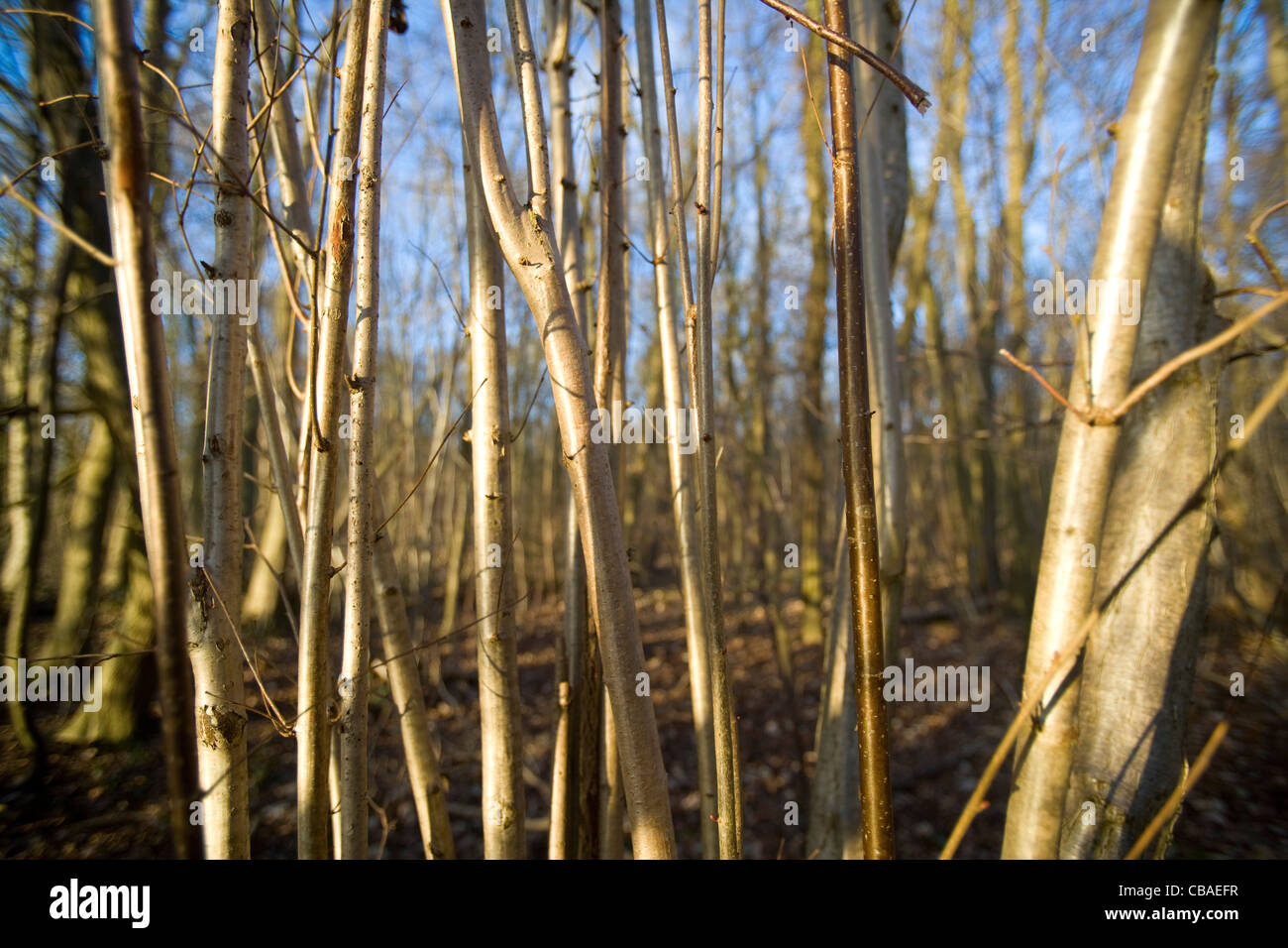 Bare Silver Birch Tree Trunks Betula pendula Stock Photo - Alamy