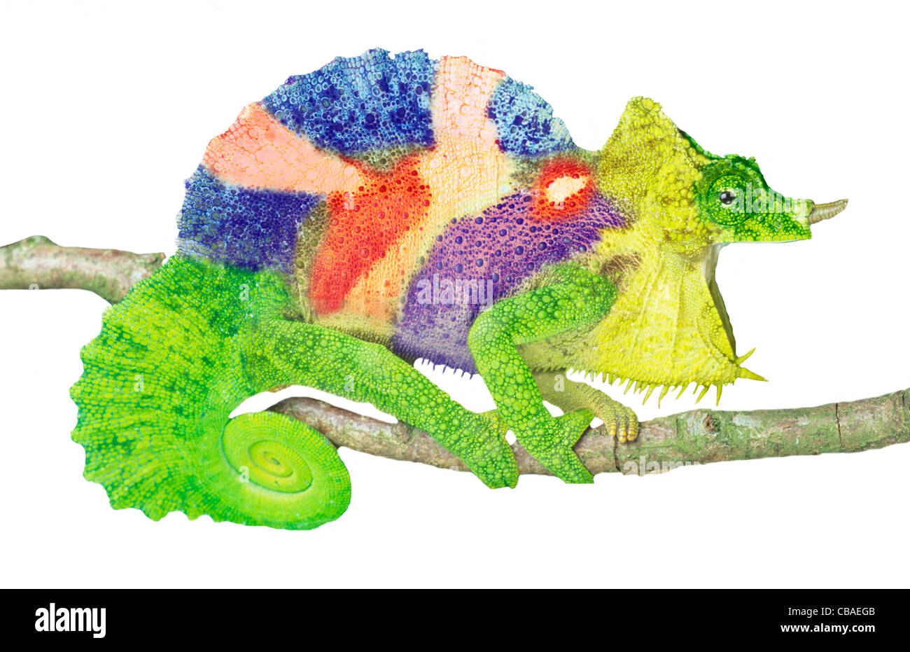 Funny chameleon hi-res stock photography and images - Alamy