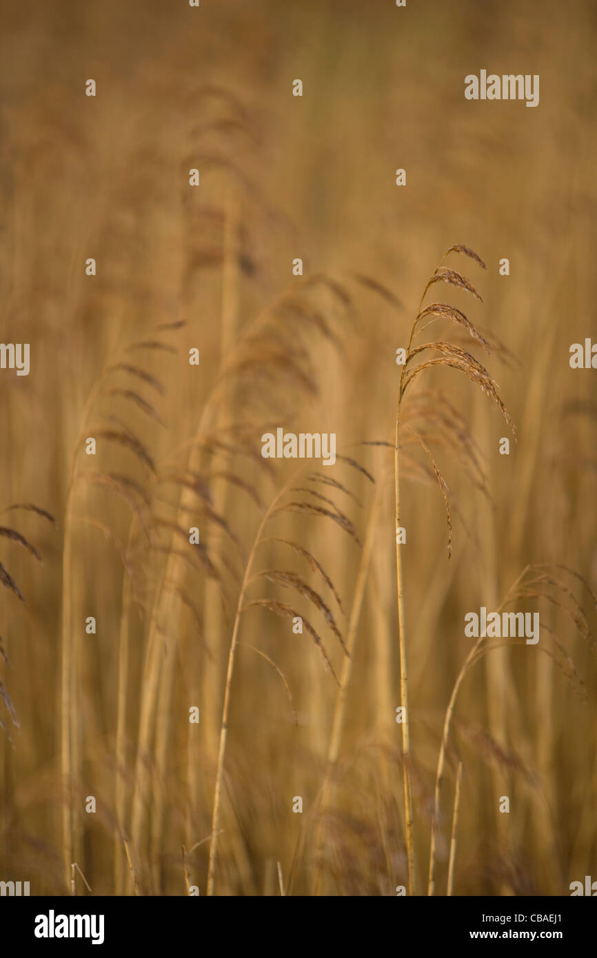Swathe of Agricultural crop Stock Photo - Alamy