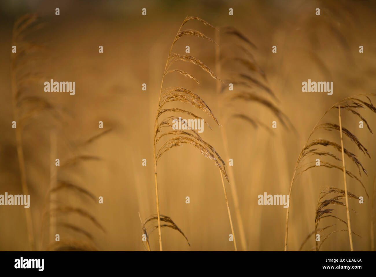 Swathe of Agricultural crop Stock Photo - Alamy