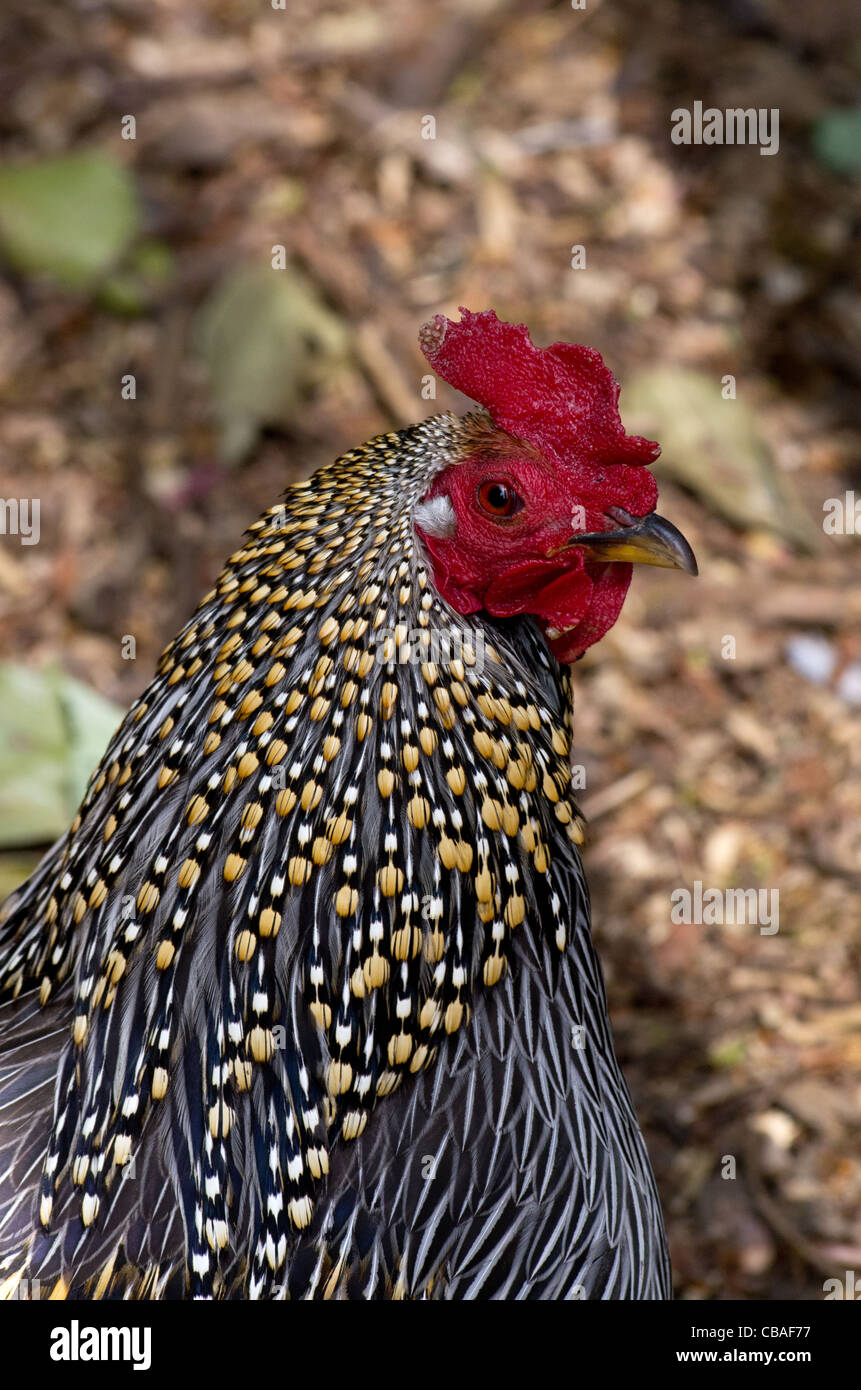 Rooster at Harewood House bird garden Stock Photo - Alamy