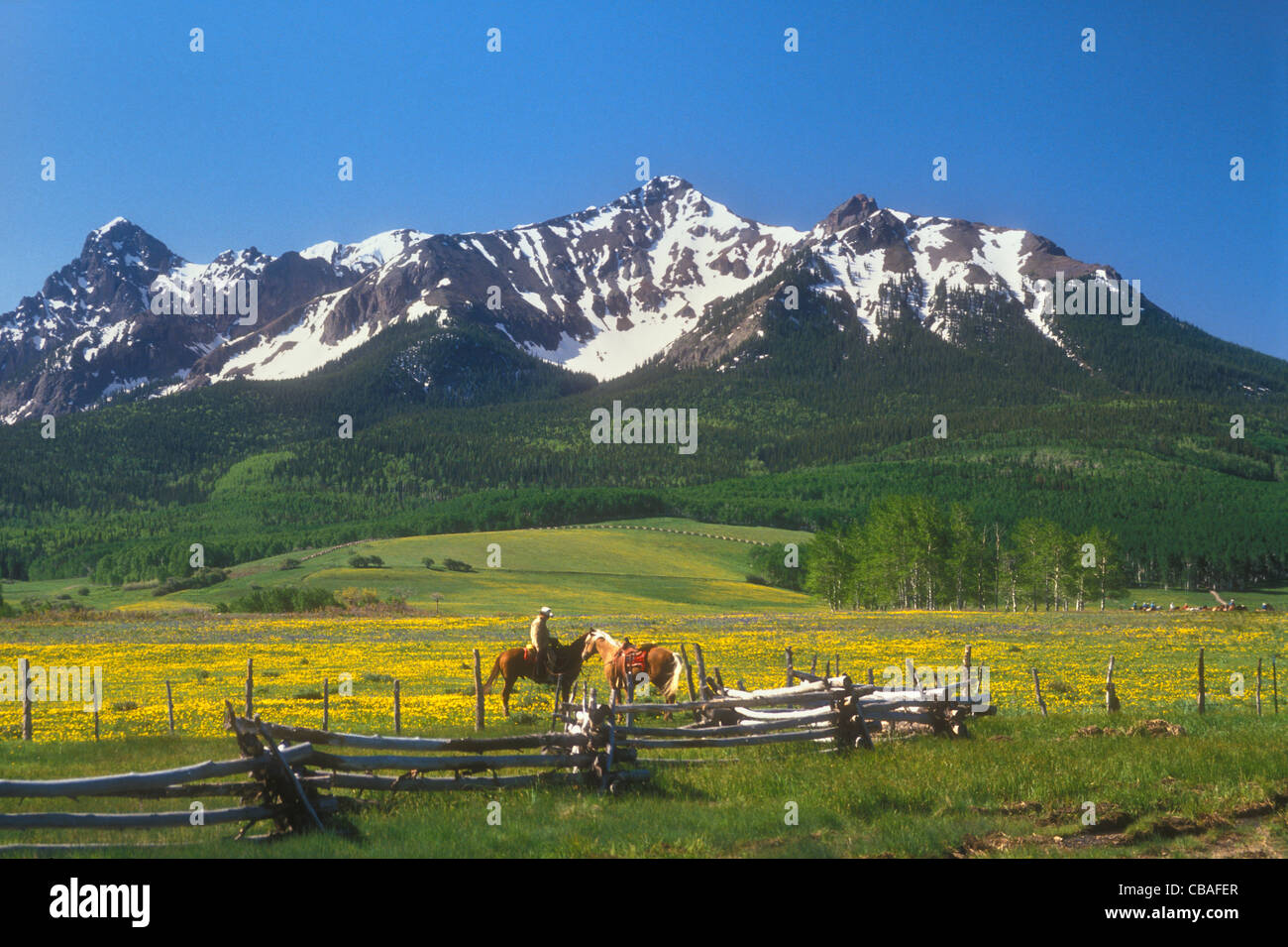 Cowboy on Ranch in Colorado Rockies, Telluride, Colorado, USA Stock ...
