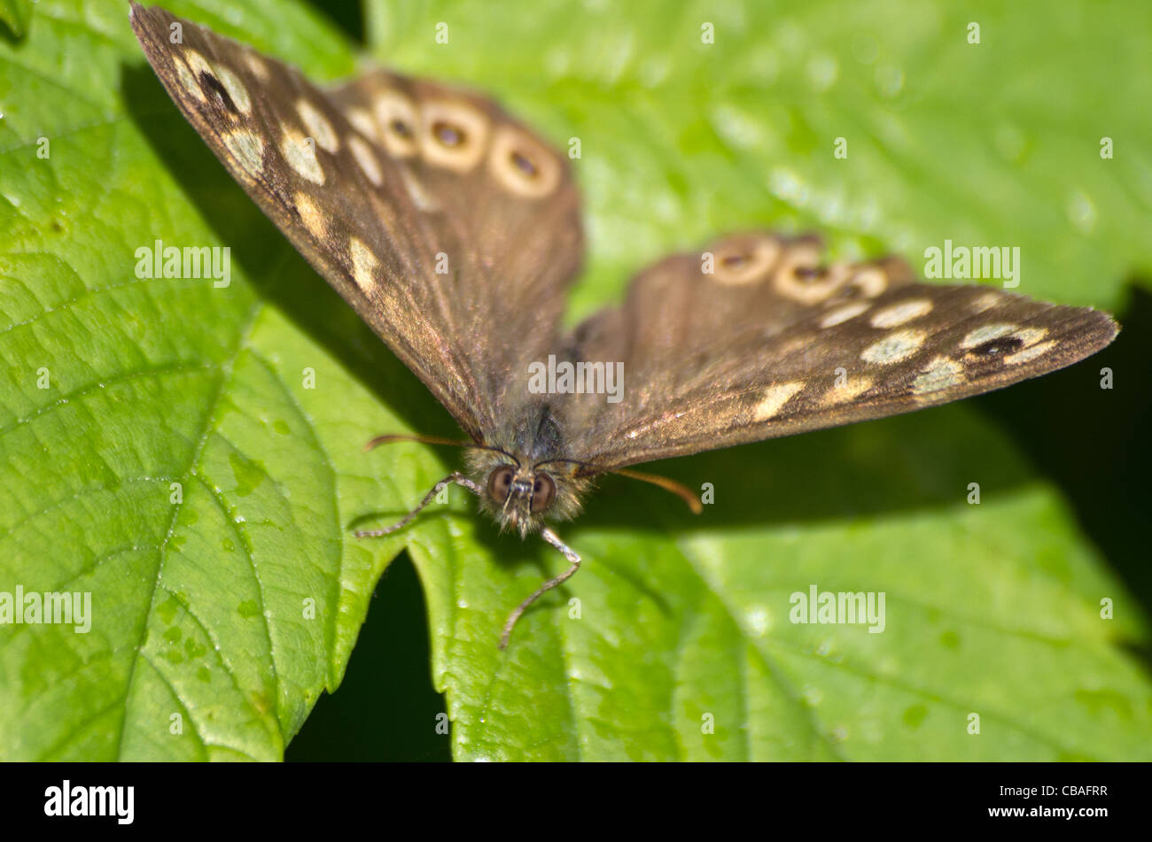 Speckled Wood butterfly Stock Photo - Alamy