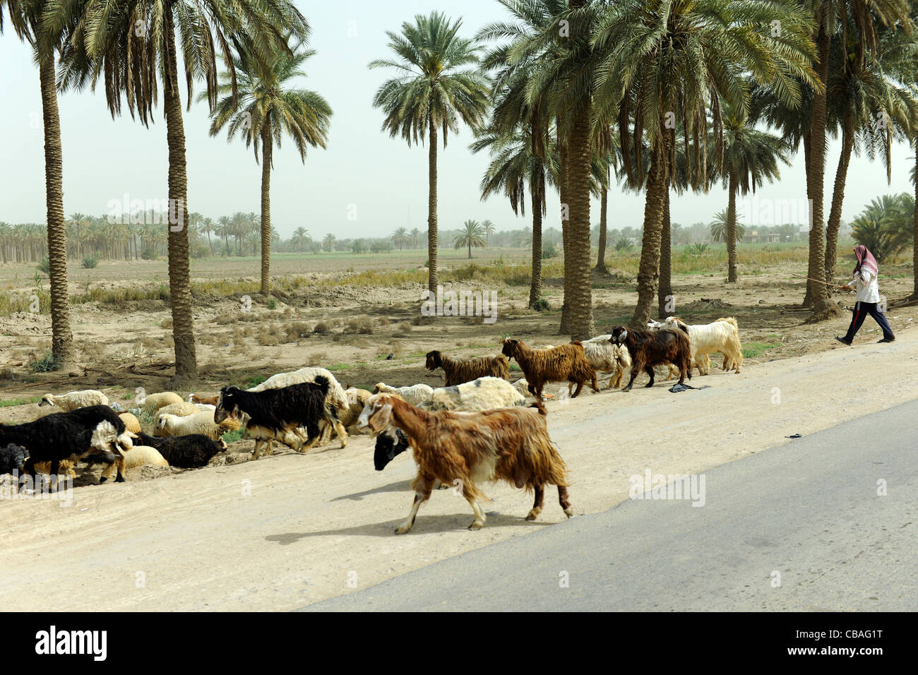 Iraq, Goats herded across a road Stock Photo - Alamy