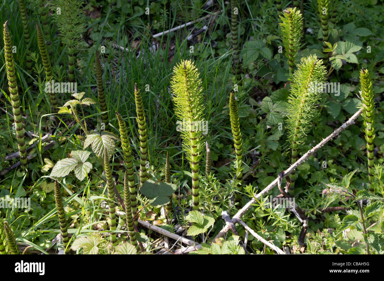 Horsetail weed hi-res stock photography and images - Alamy