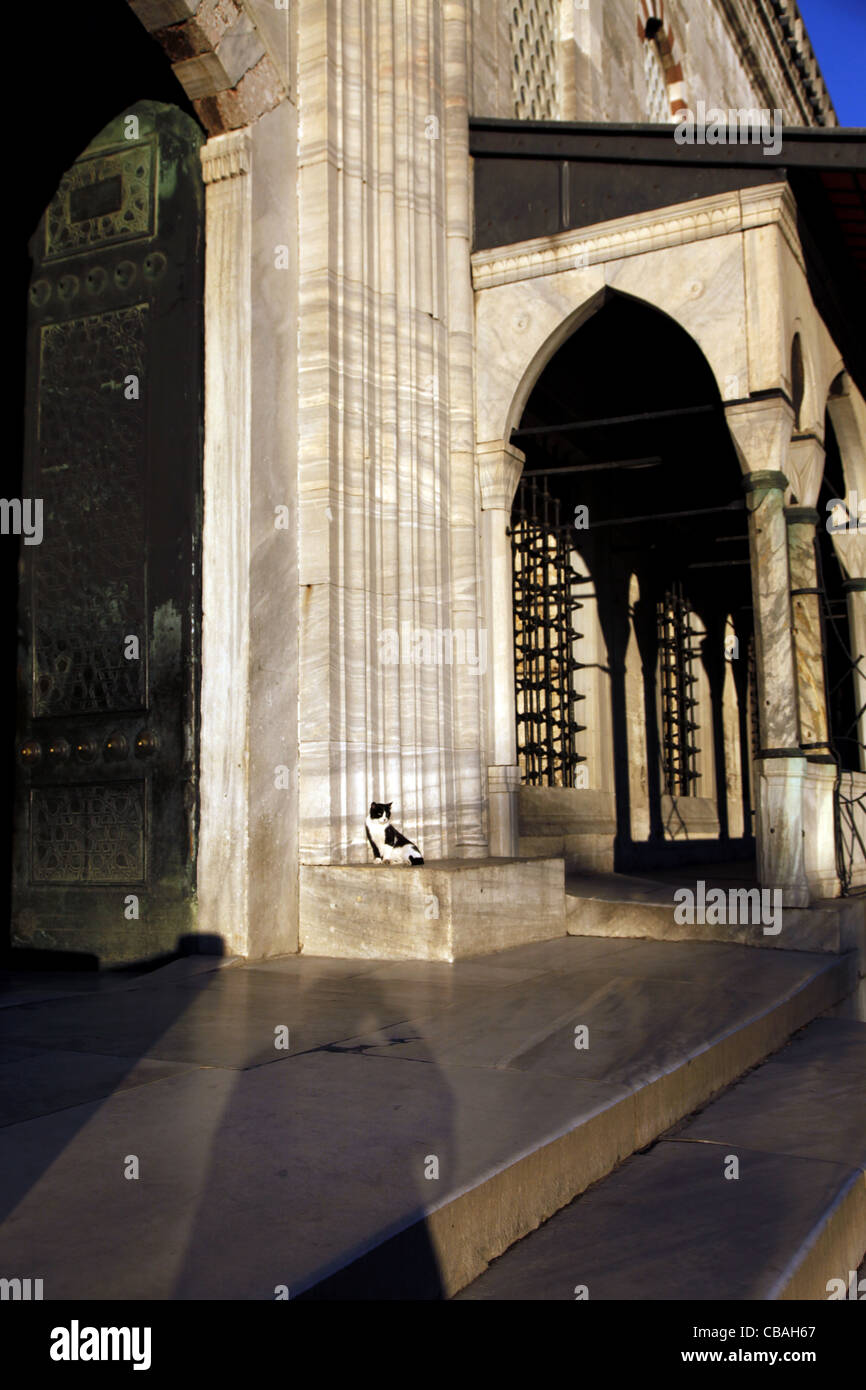CAT AT BLUE MOSQUE ENTRANCE SULTAN AHMET CAMII SULTANAHMET ISTANBUL ...