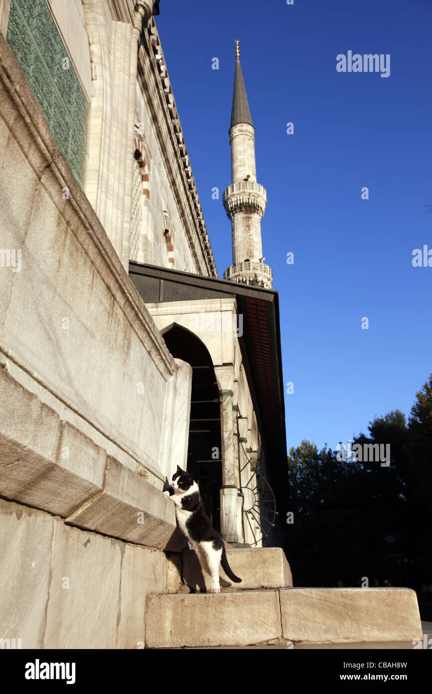 BLACK & WHITE CAT AT BLUE MOSQUE SULTANAHMET ISTANBUL TURKEY 04 October ...