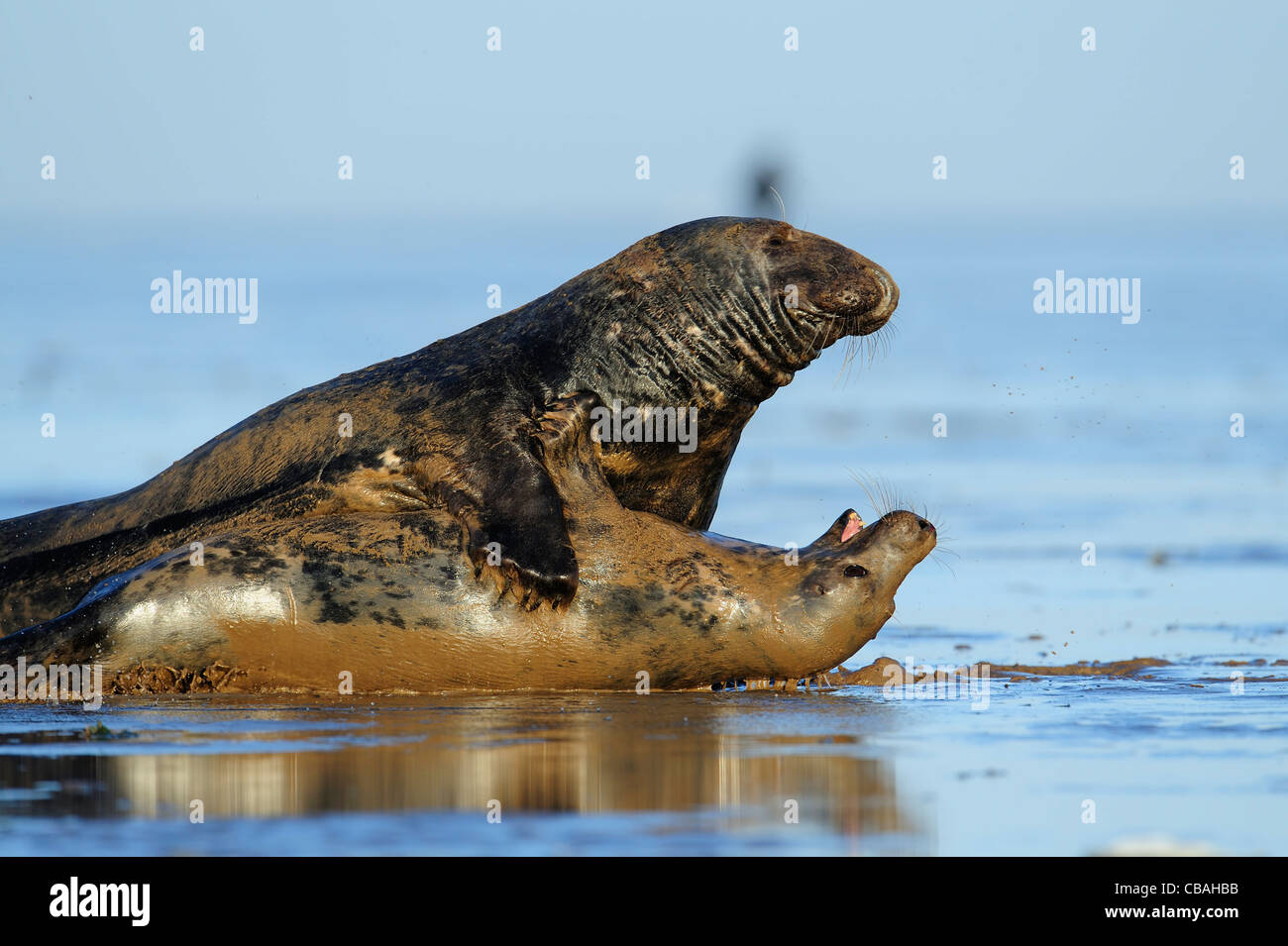 male bull gray seal mating with snarling female Stock Photo - Alamy