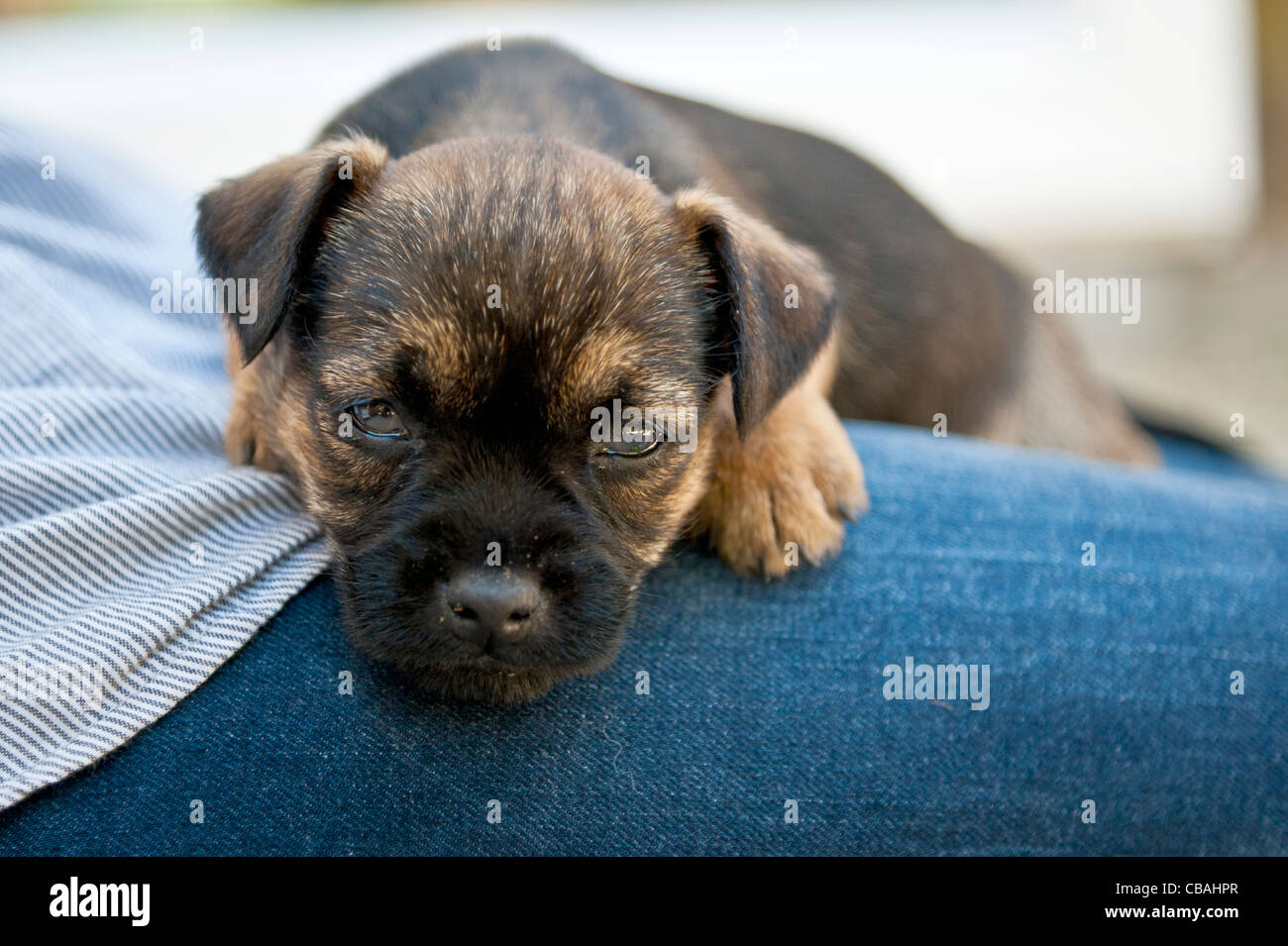 a young puppy lying across it's owners lap Stock Photo - Alamy