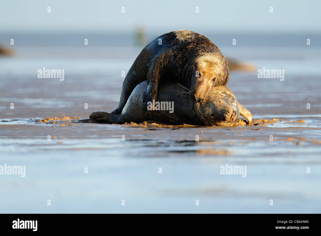 Fur seal mating hi-res stock photography and images - Alamy