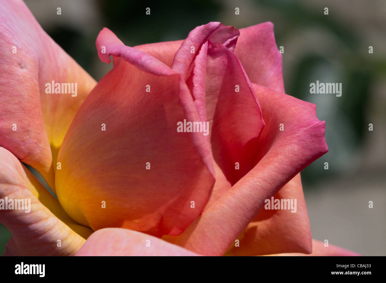 Rose Compassion growing in our garden Stock Photo - Alamy
