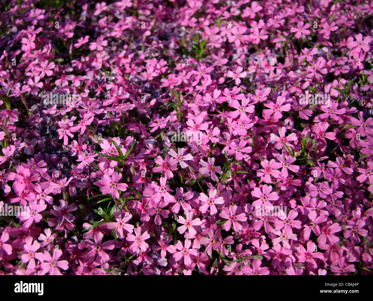 Flox, Phlox subulata, nature, flowers, plants (CTK Photo/Marketa ...
