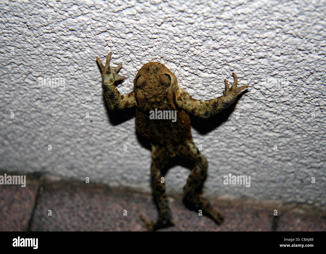 Toad, Bufo bufo, amphibian, frog, animal (CTK Photo/Marketa Hofmanova ...