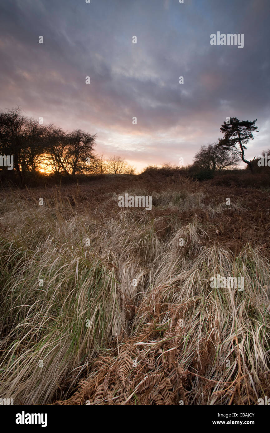 Wind Swept Field at Sunset Norfolk Stock Photo - Alamy