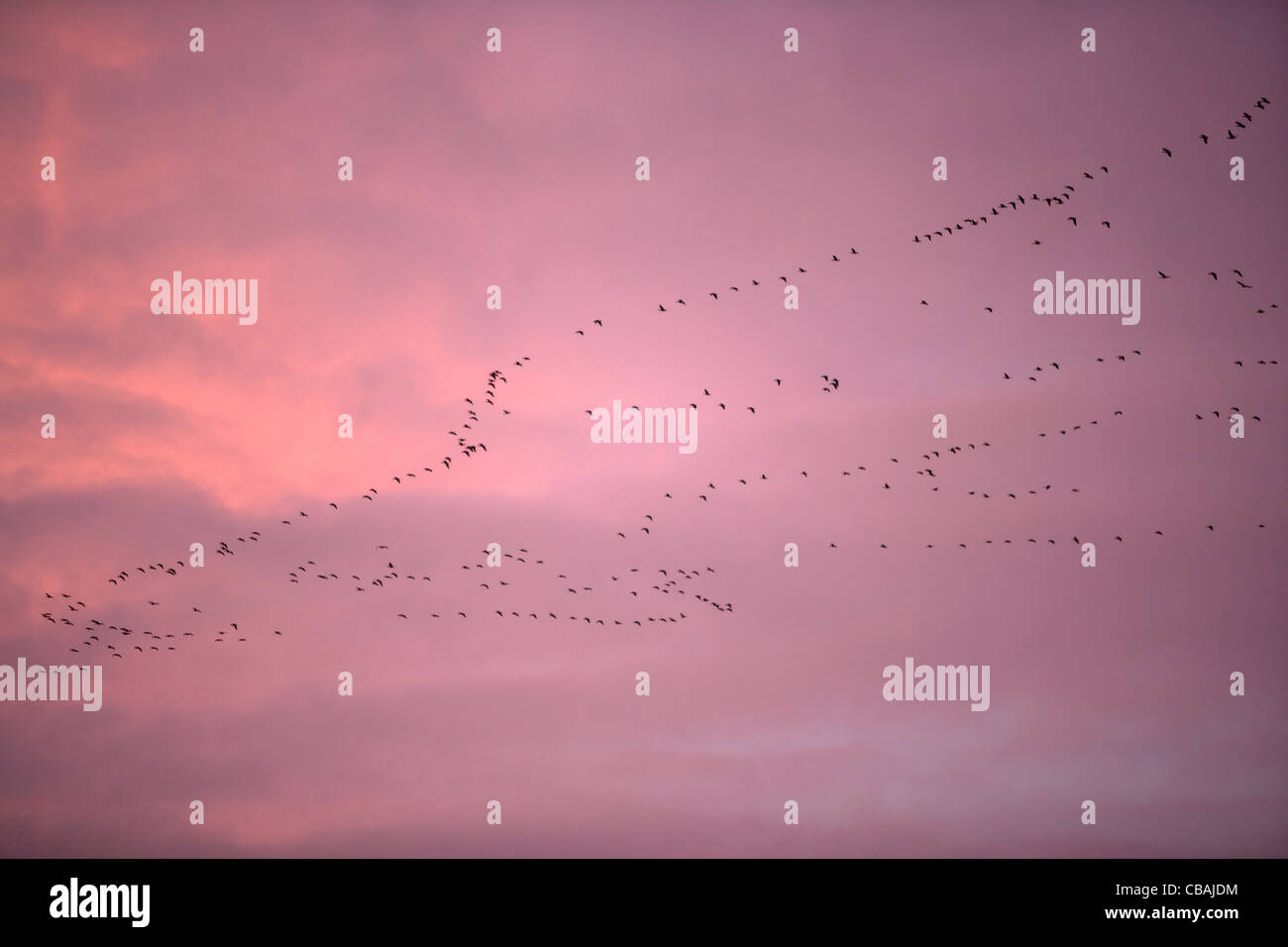 Flock of birds at sunset hi-res stock photography and images - Alamy
