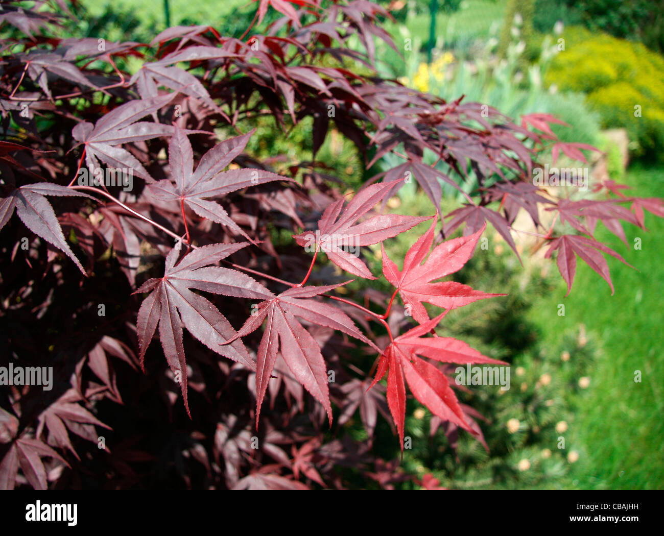Maple, Acer palmatum, nature, flowers, plants (CTK Photo/Marketa ...