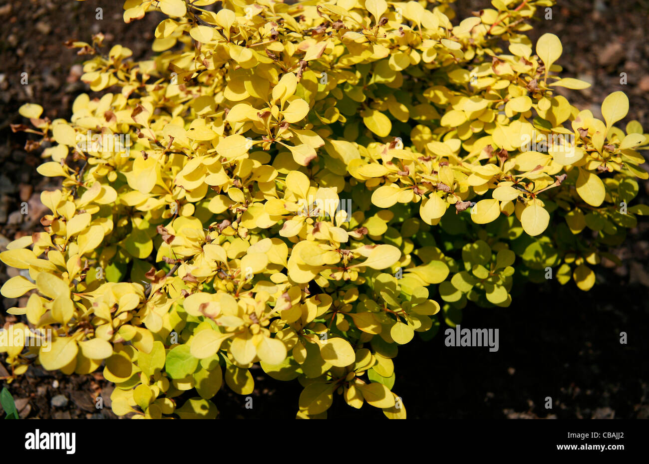 Berberis, nature, flowers, plants (CTK Photo/Marketa Hofmanova Stock ...