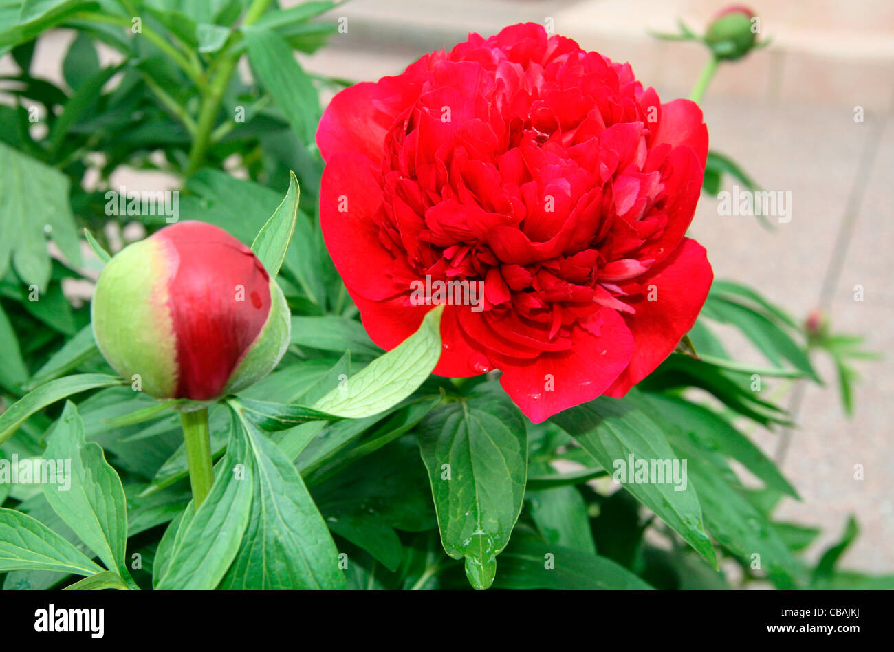 Peony Medicine, Paeonia officinalis L., nature, flowers, plants, flower ...