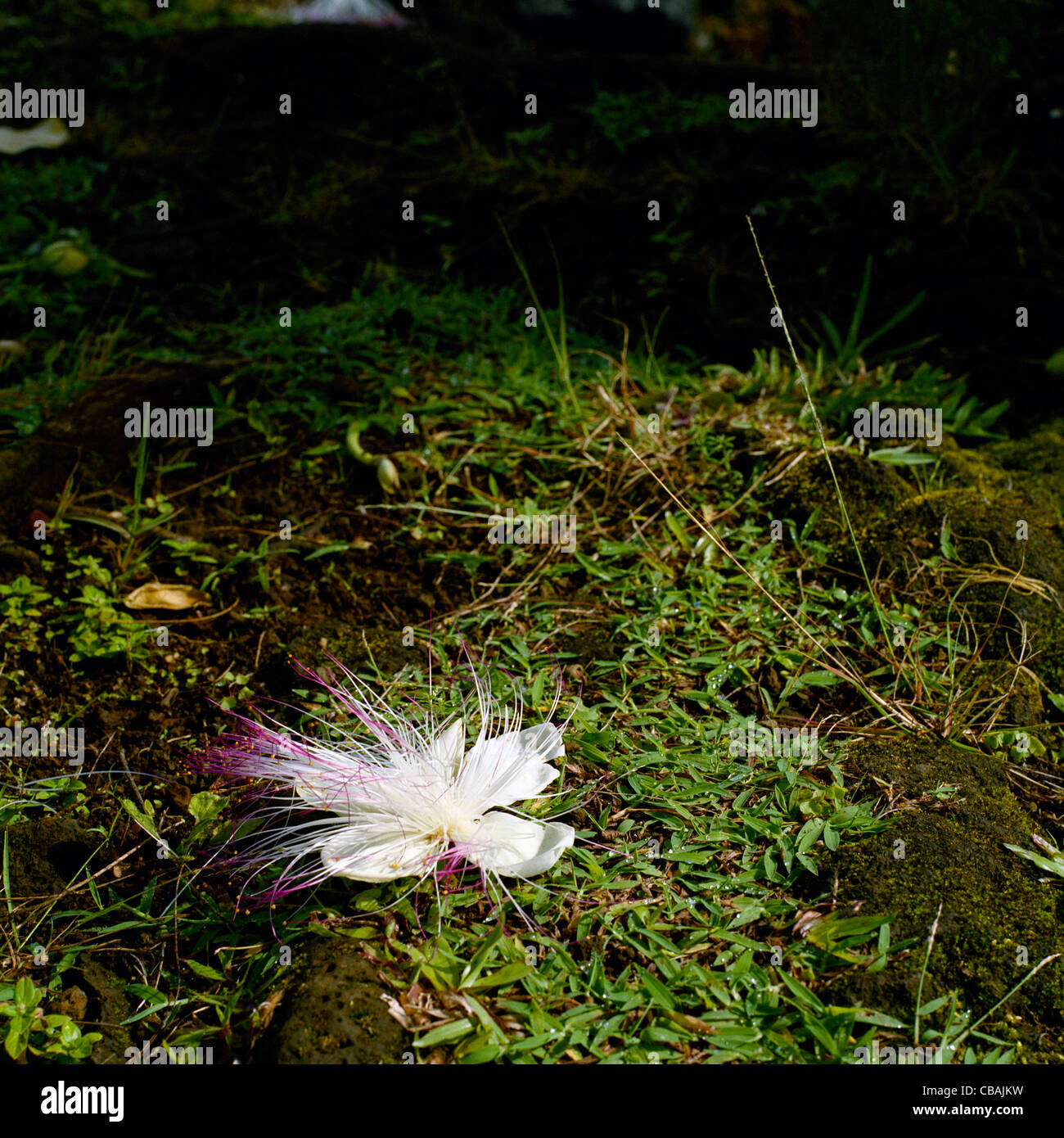 Monkeypod tree hawaii hi-res stock photography and images - Alamy