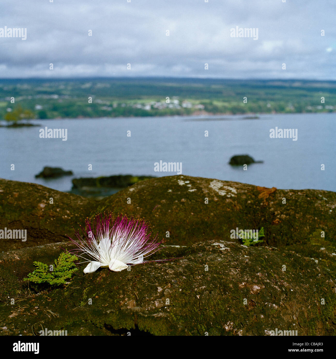 Monkeypod tree hi-res stock photography and images - Alamy