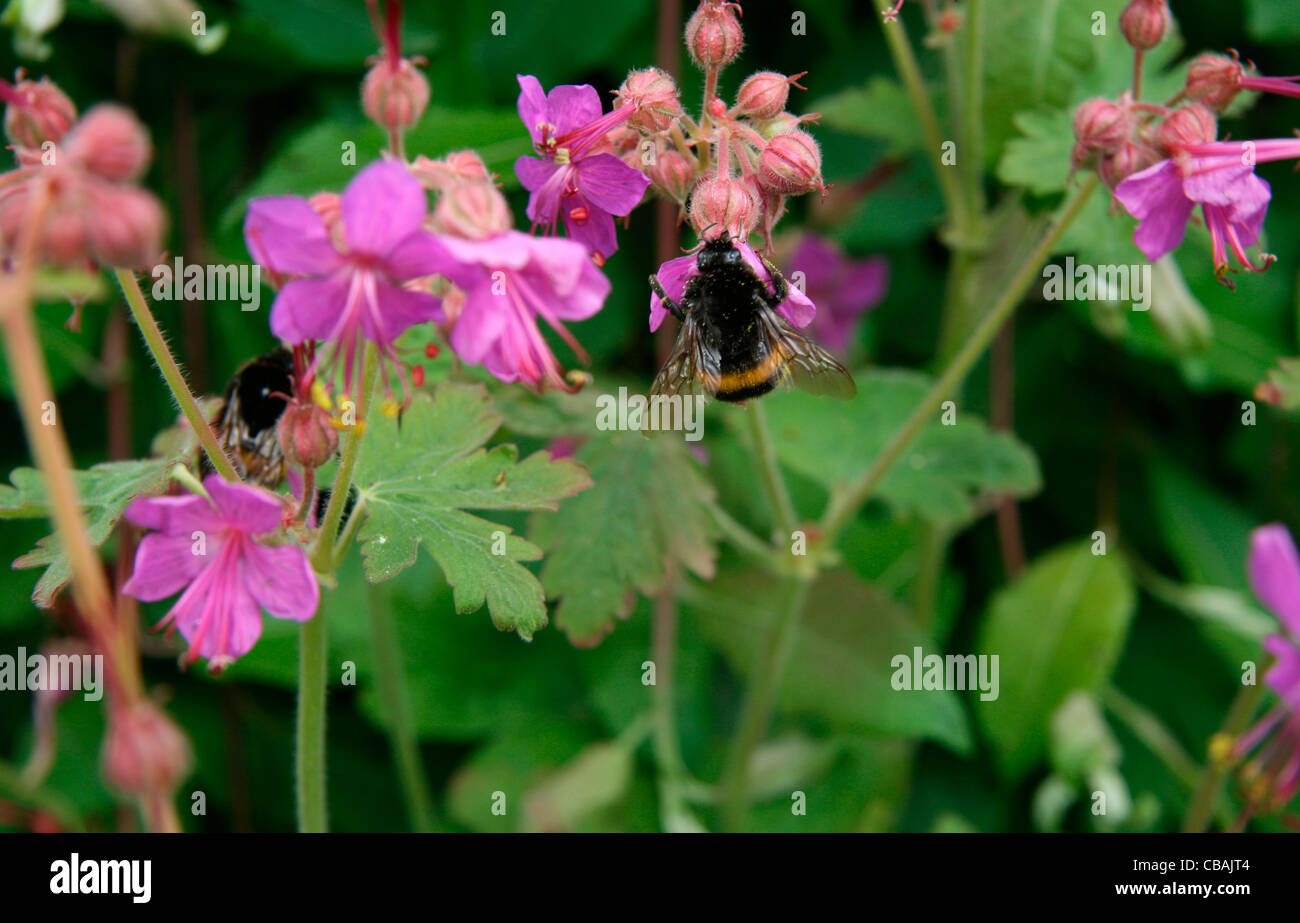 bumble-bee, bumble bee, Bombus, insect, animal, nature, flowers, plants ...