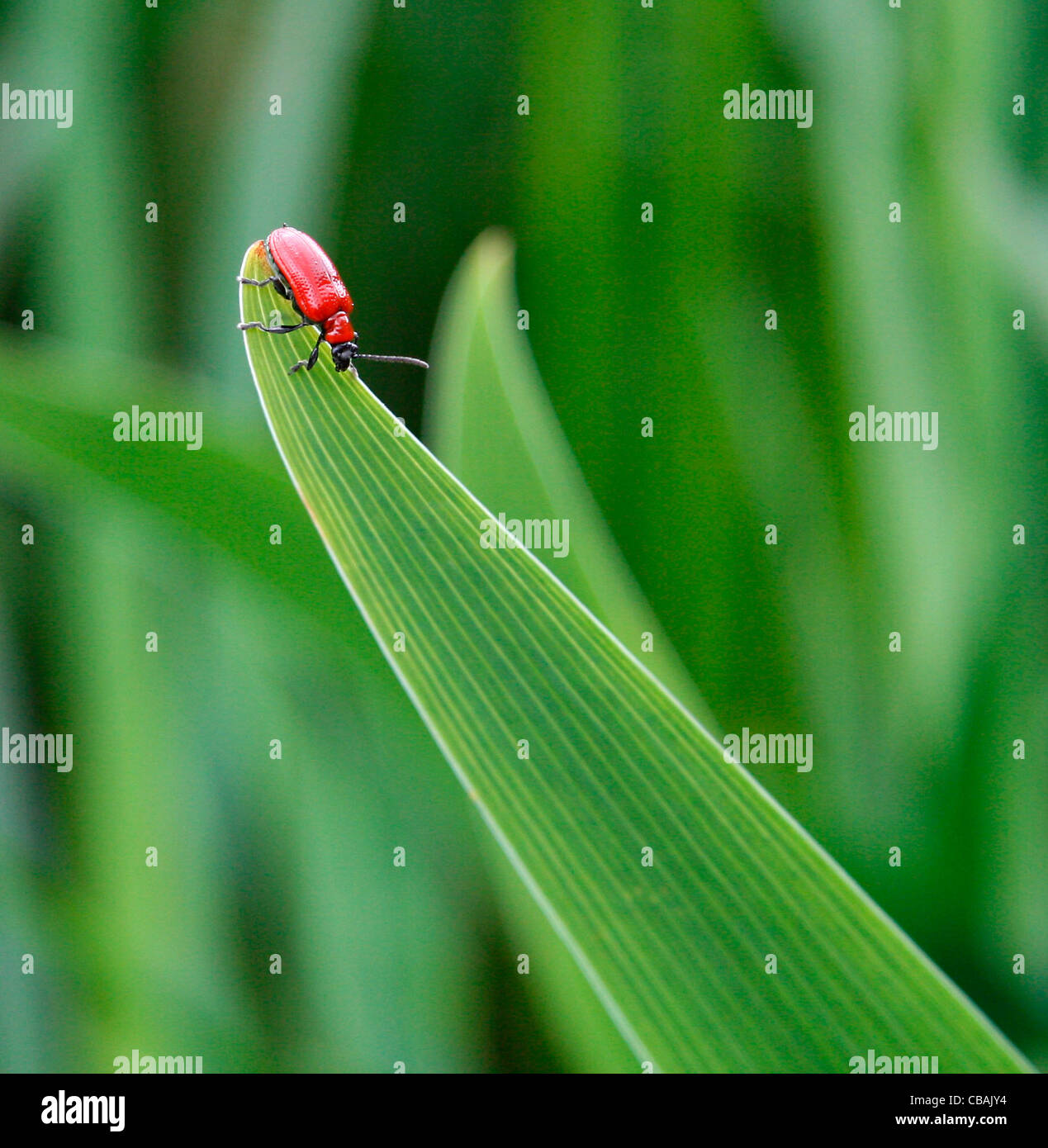 Lilioceris lilii, animal, insect, pest, nature, flowers, plants, leaf ...