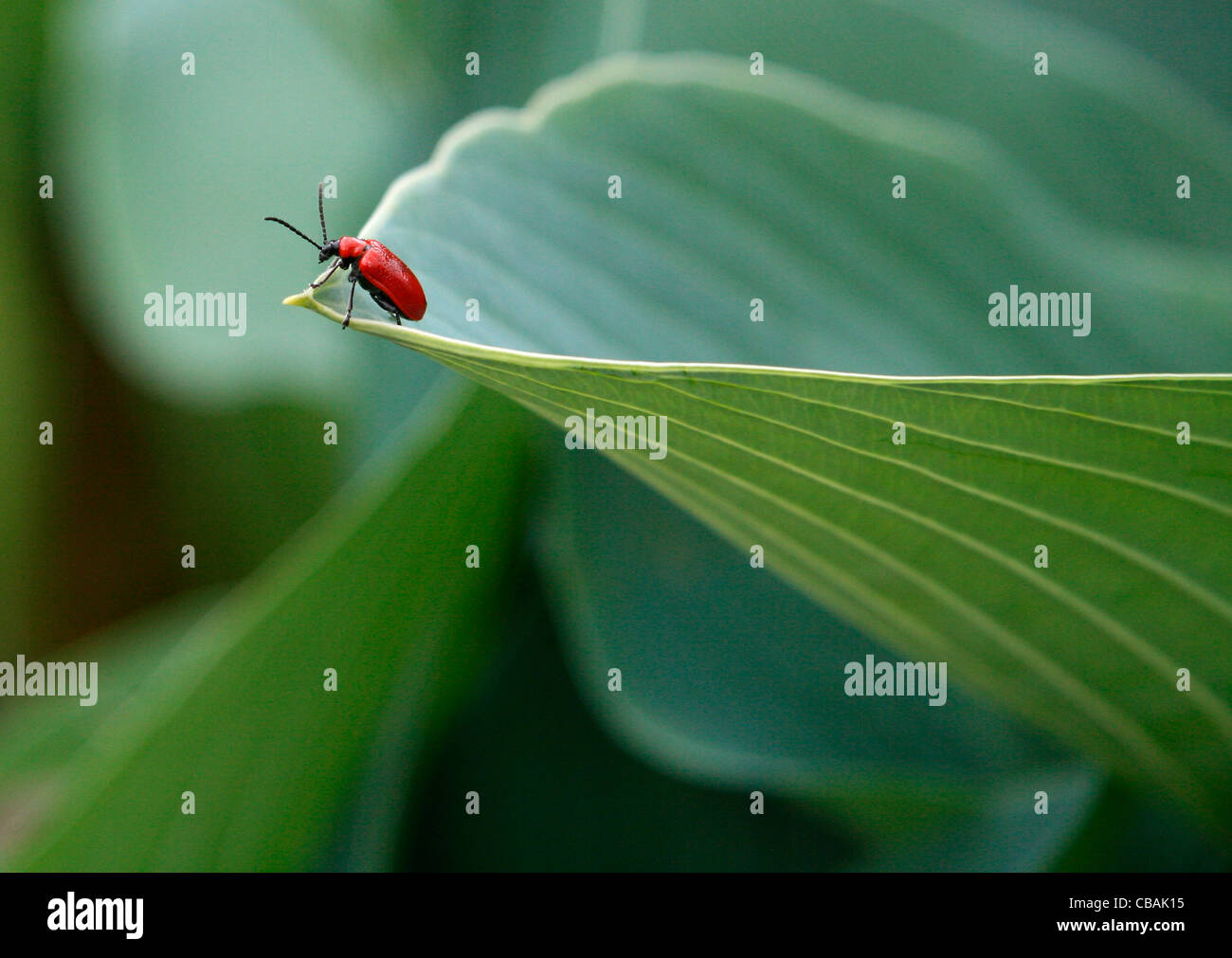 Lilioceris lilii, animal, insect, pest, nature, flowers, plants, leaf ...