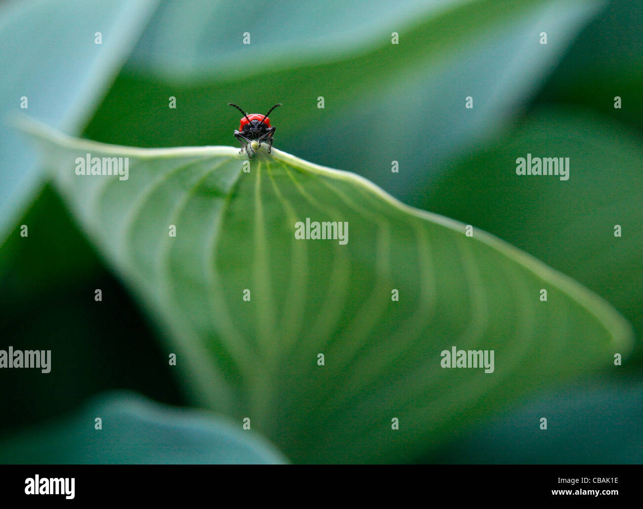 Lilioceris lilii, animal, insect, pest, nature, flowers, plants, leaf ...