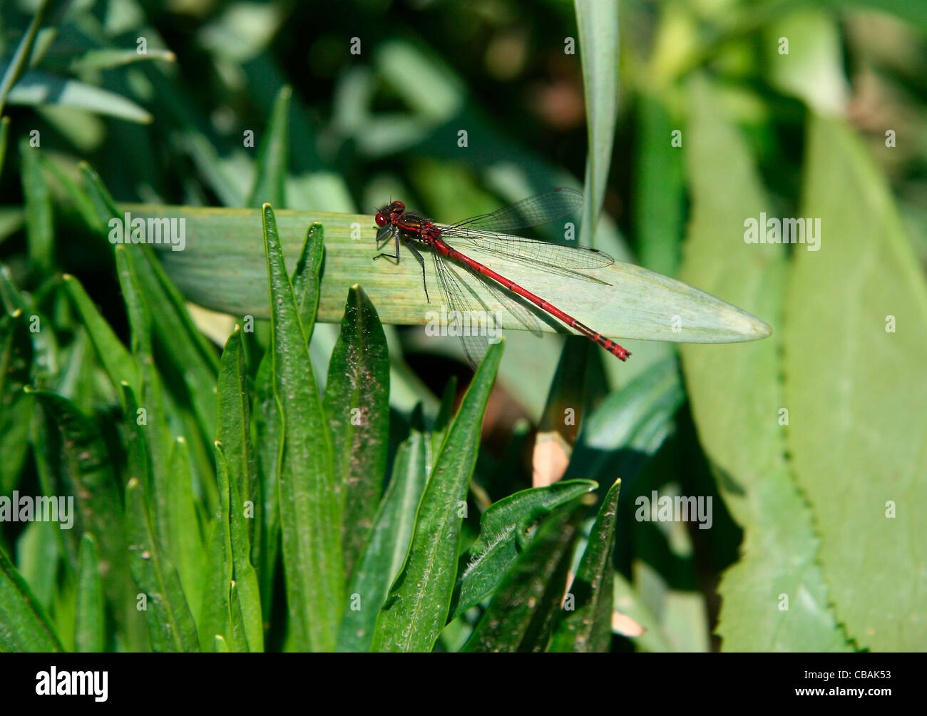 garden, water, dragonfly, dragon fly, Pyrrhosoma nymphula, insect (CTK ...