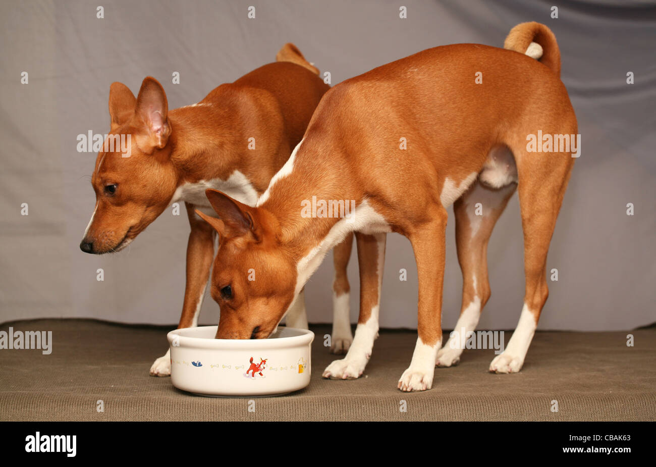 Basenji hi-res stock photography and images - Alamy