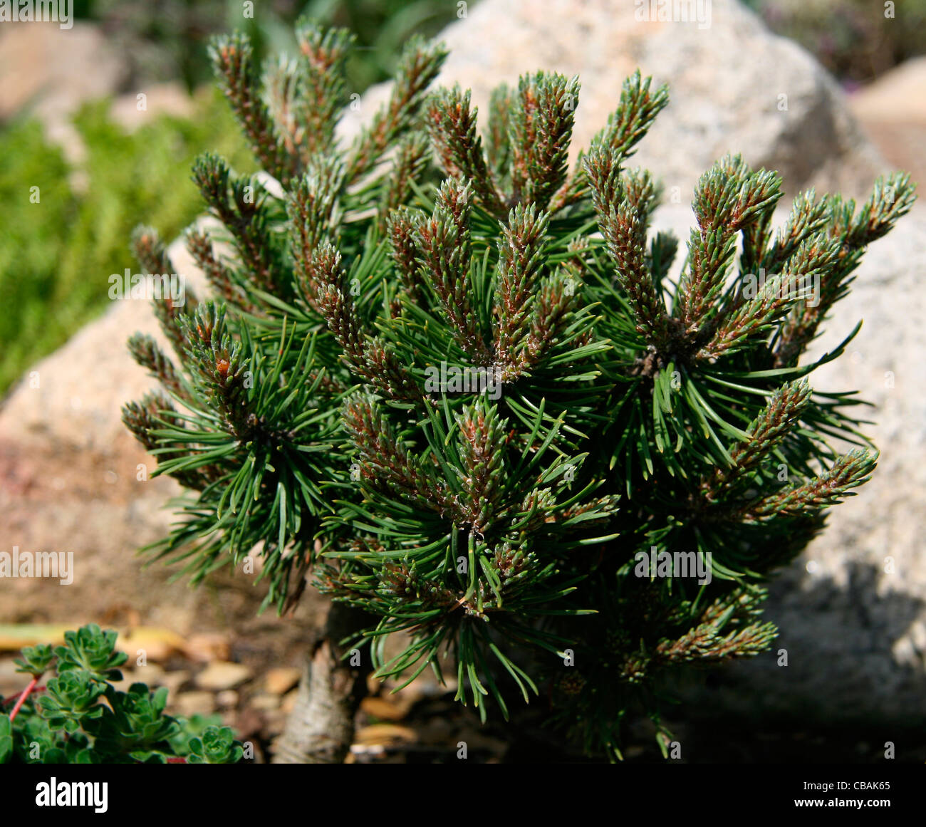Pine (Pinus), nature, flowers, plants, tree, branch, branches, needles ...