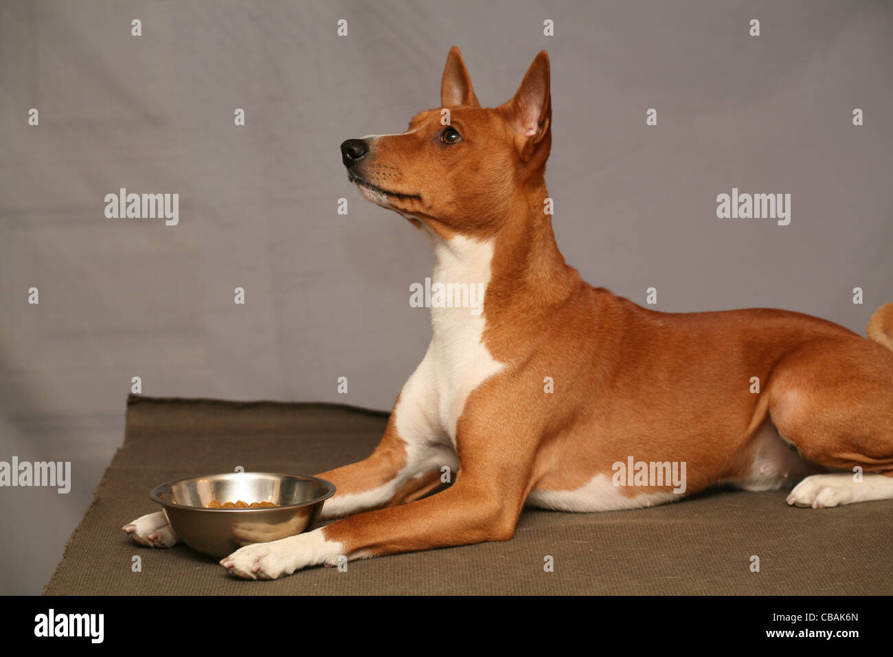 Basenji teeth hi-res stock photography and images - Alamy