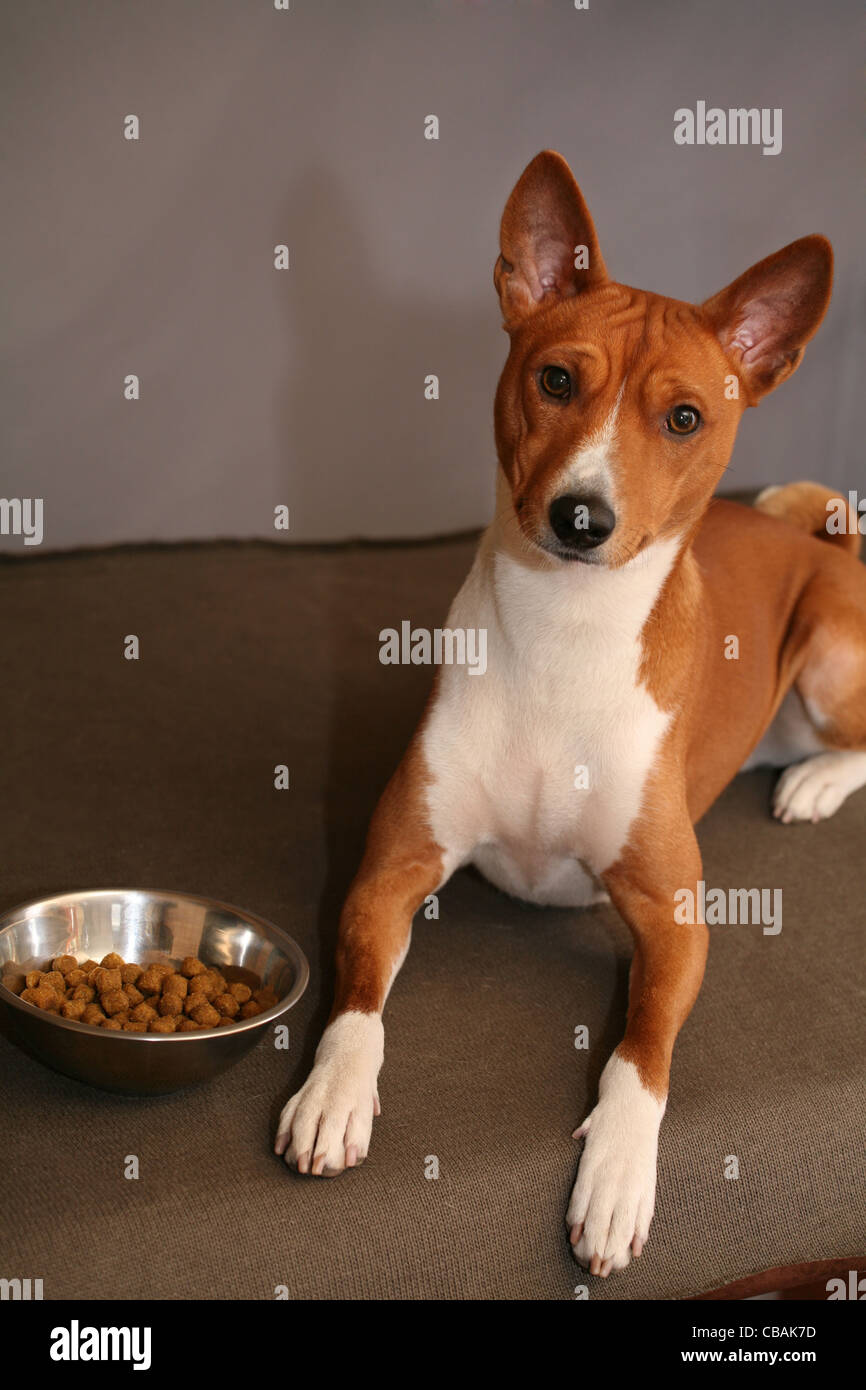 Basenji with bowl Stock Photo - Alamy