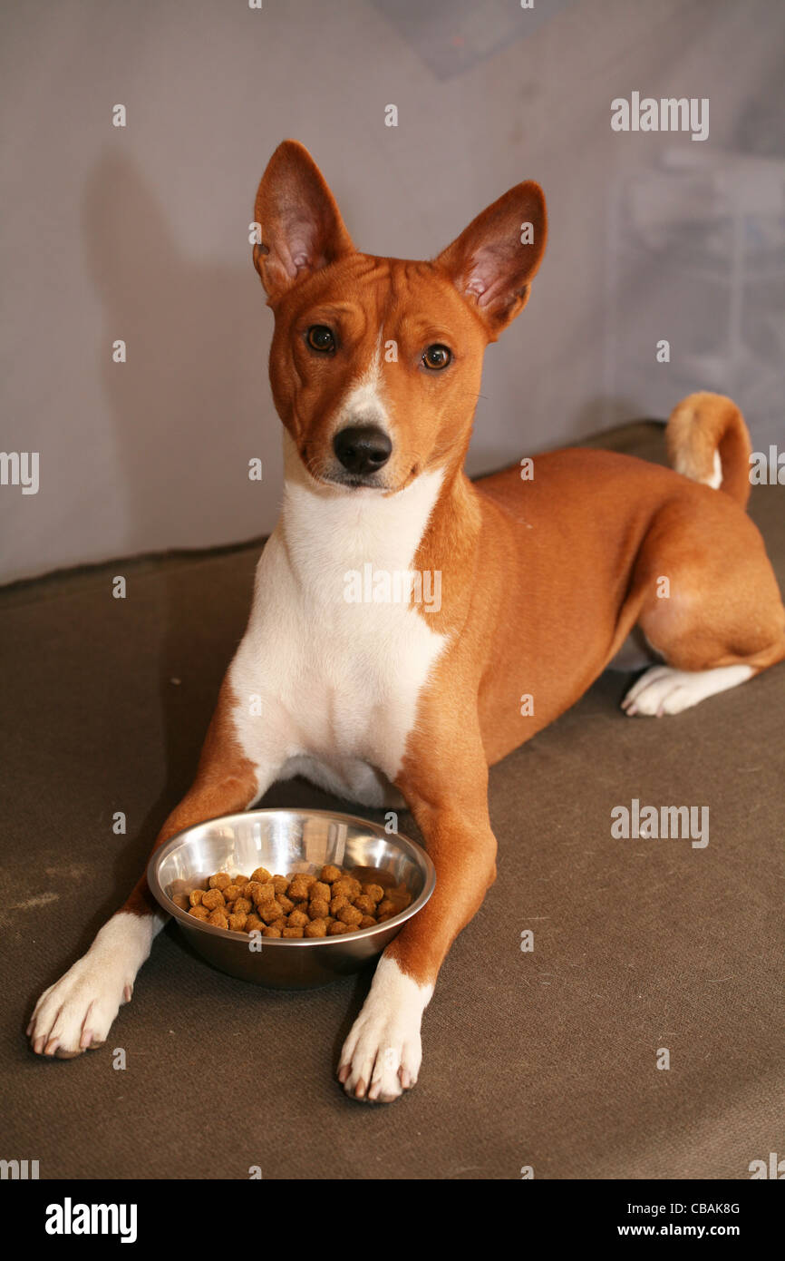Basenji hi-res stock photography and images - Alamy