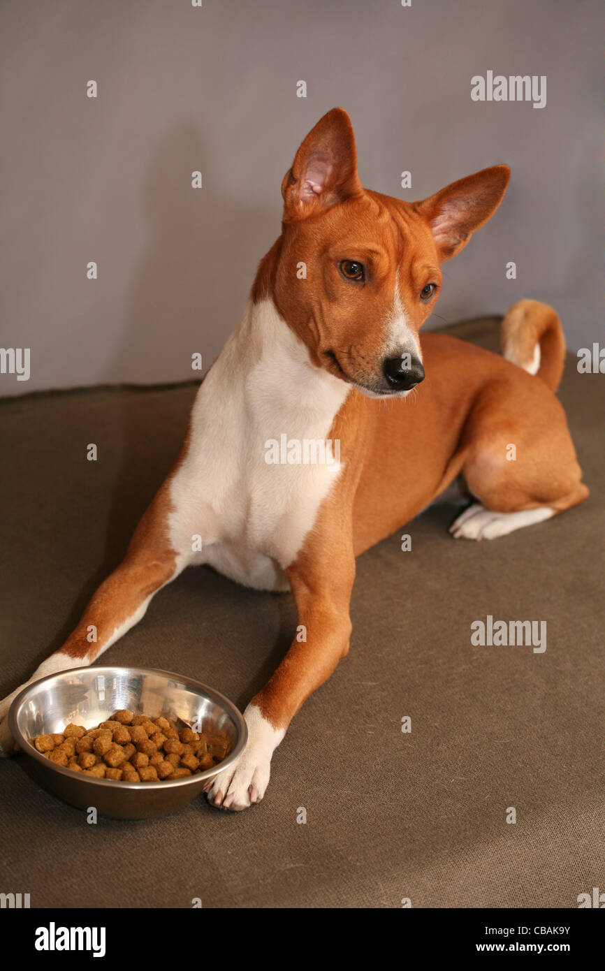 Basenji teeth hi-res stock photography and images - Alamy
