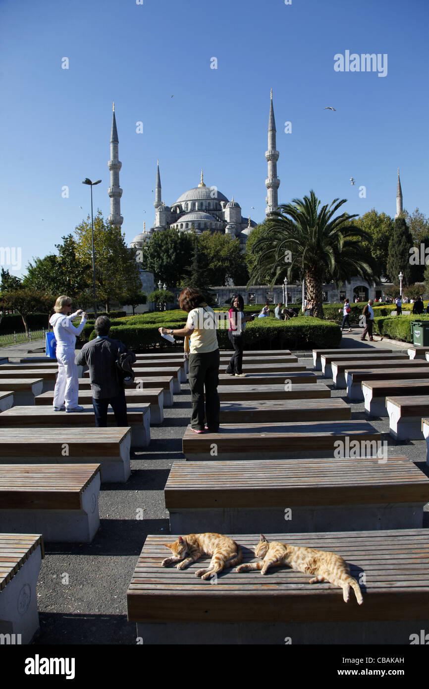 CATS SLEEPING AT BLUE MOSQUE SULTAN AHMET CAMII SULTANAHMET ISTANBUL ...