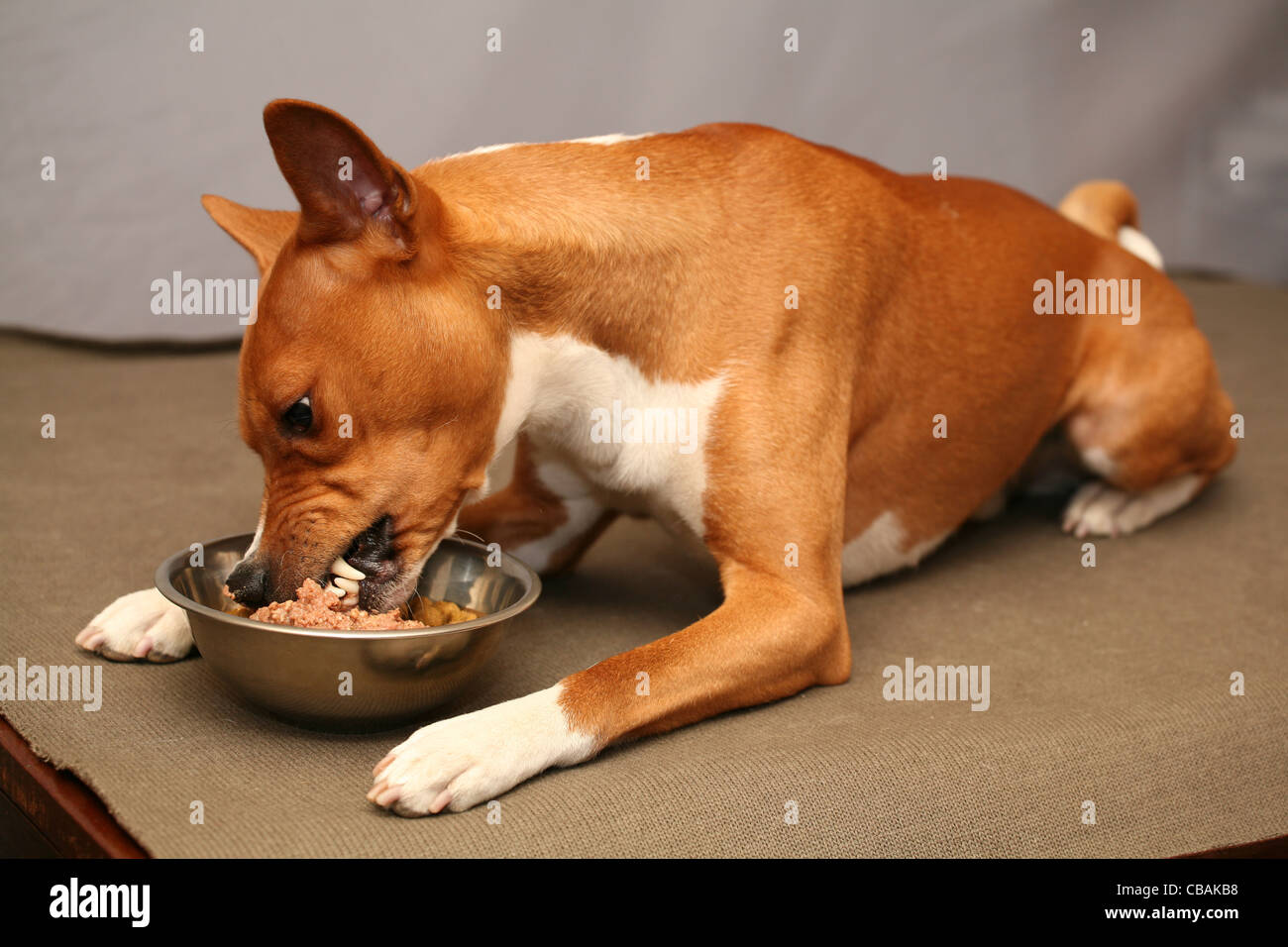 Basenji with bowl Stock Photo - Alamy