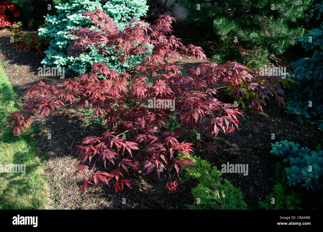 Maple, Acer palmatum, nature, flowers, plants (CTK Photo/Marketa ...