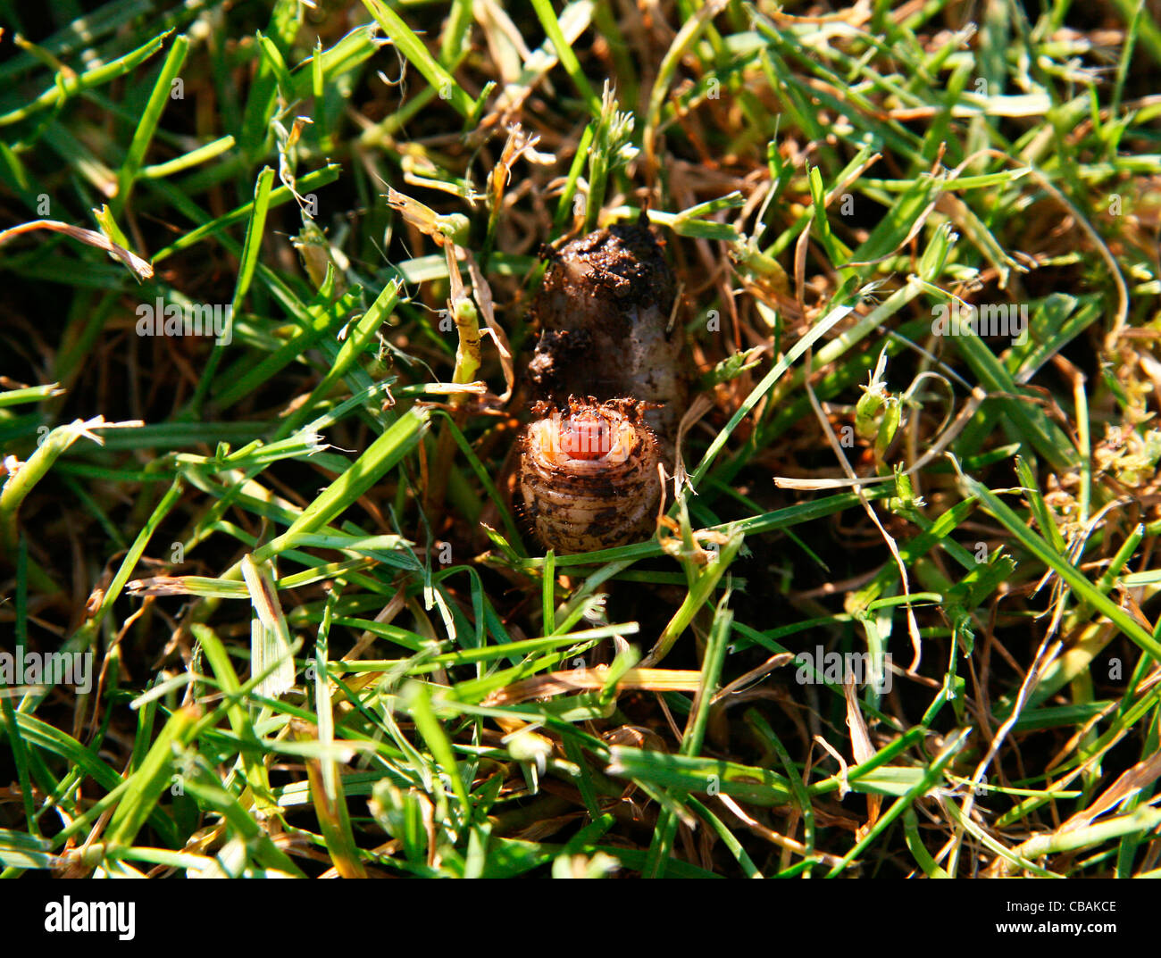Budworm hi-res stock photography and images - Alamy