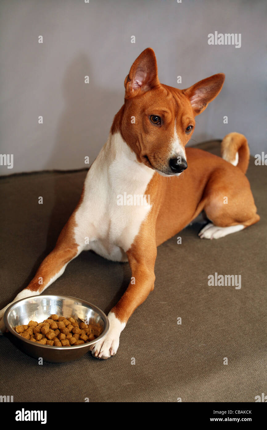 Basenji with bowl Stock Photo - Alamy