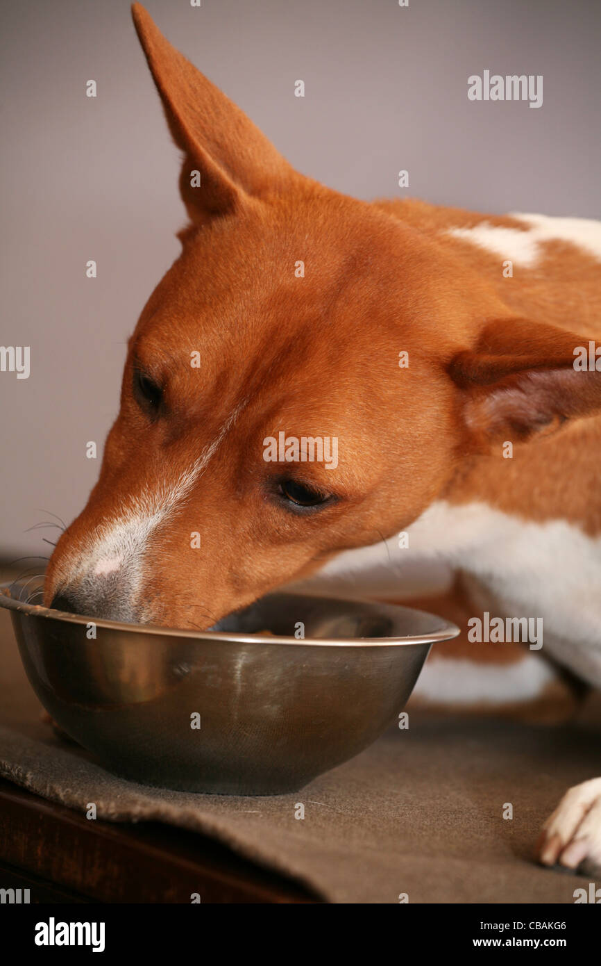 Basenji teeth hi-res stock photography and images - Alamy