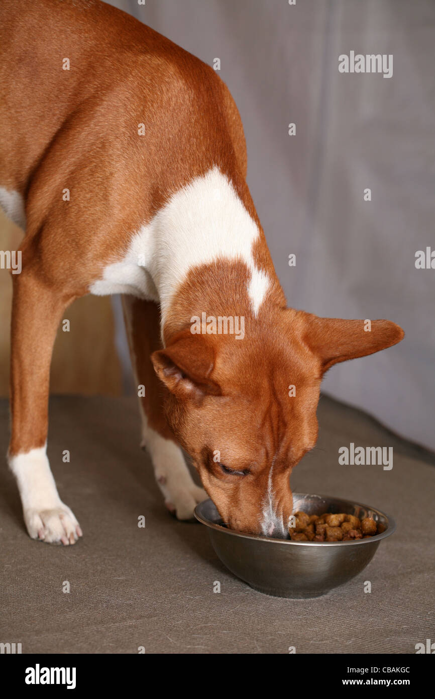 Basenji hi-res stock photography and images - Alamy