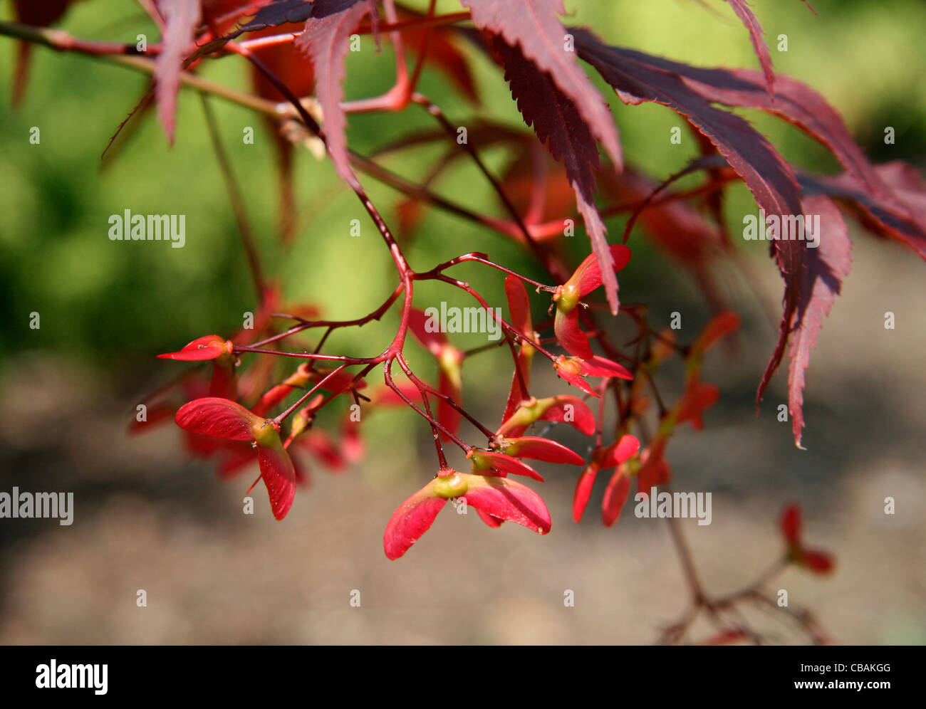 Maple, Acer palmatum, nature, flowers, plants (CTK Photo/Marketa ...