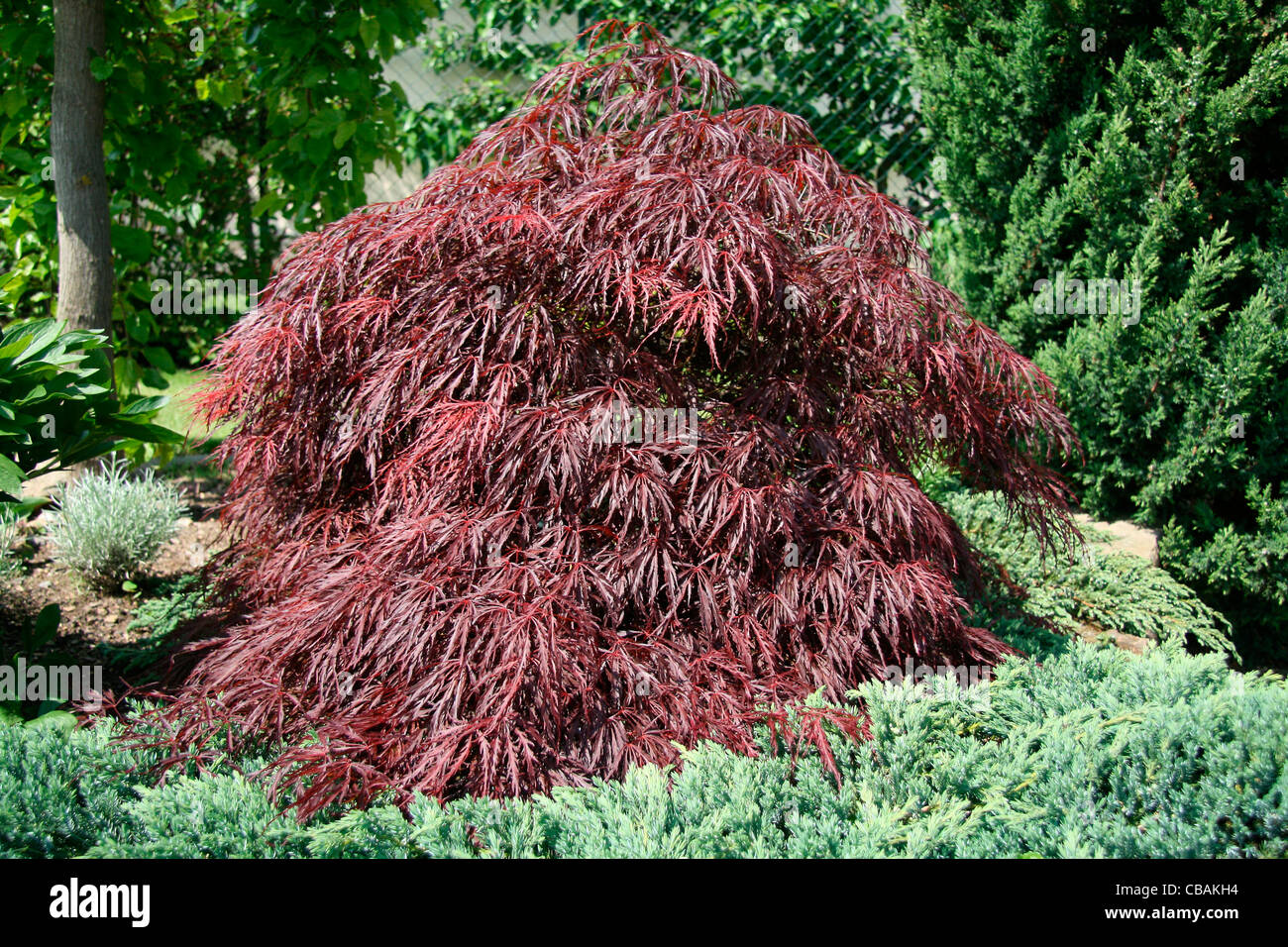 Maple, Acer palmatum, nature, flowers, plants (CTK Photo/Marketa ...