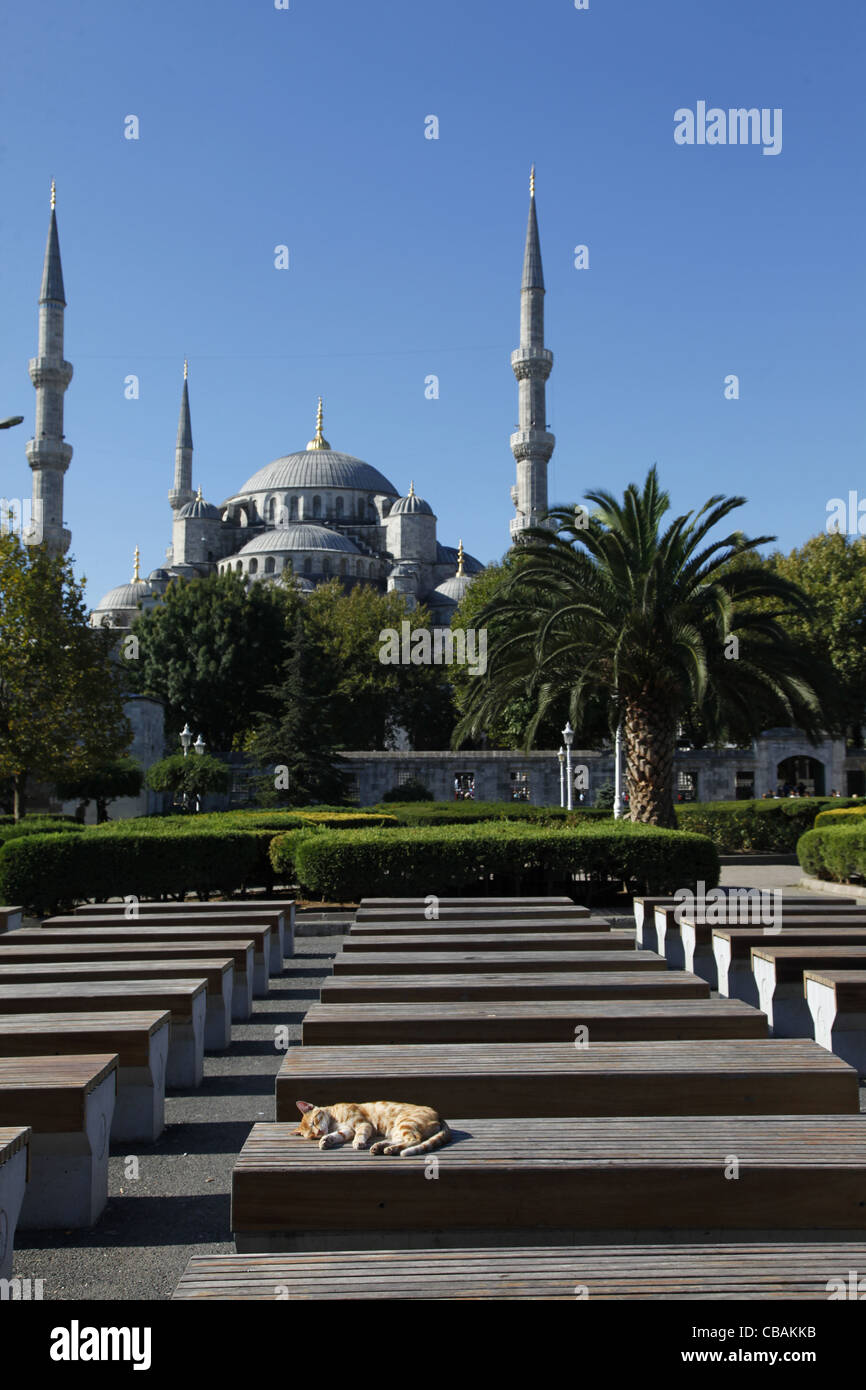 CAT SLEEPING AT BLUE MOSQUE SULTAN AHMET CAMII SULTANAHMET ISTANBUL ...