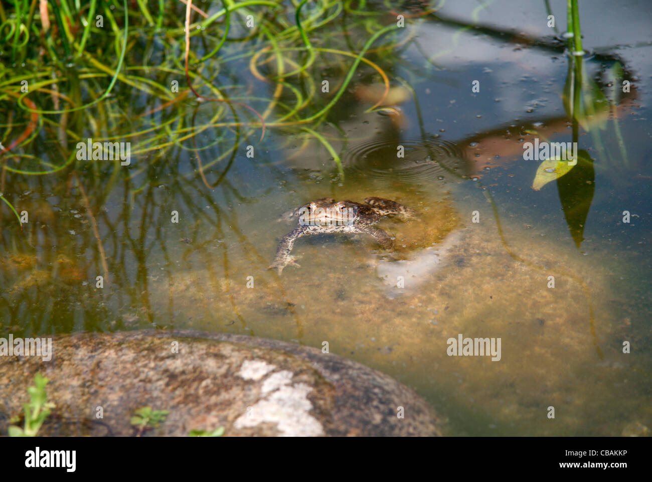 Toad, Bufo bufo, amphibian, frog, animal, water (CTK Photo/Marketa ...