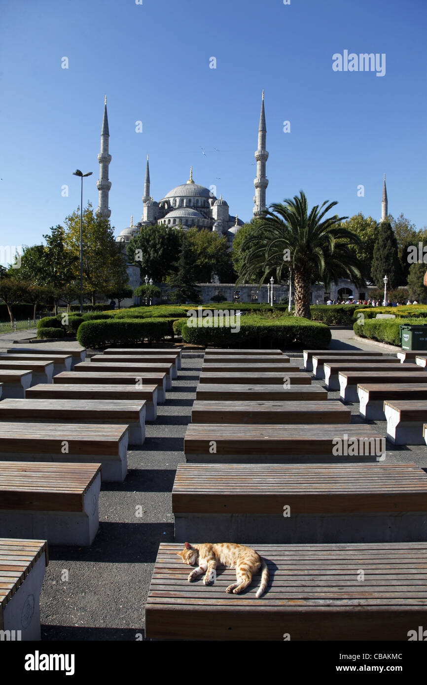 CAT SLEEPING AT BLUE MOSQUE SULTAN AHMET CAMII SULTANAHMET ISTANBUL ...