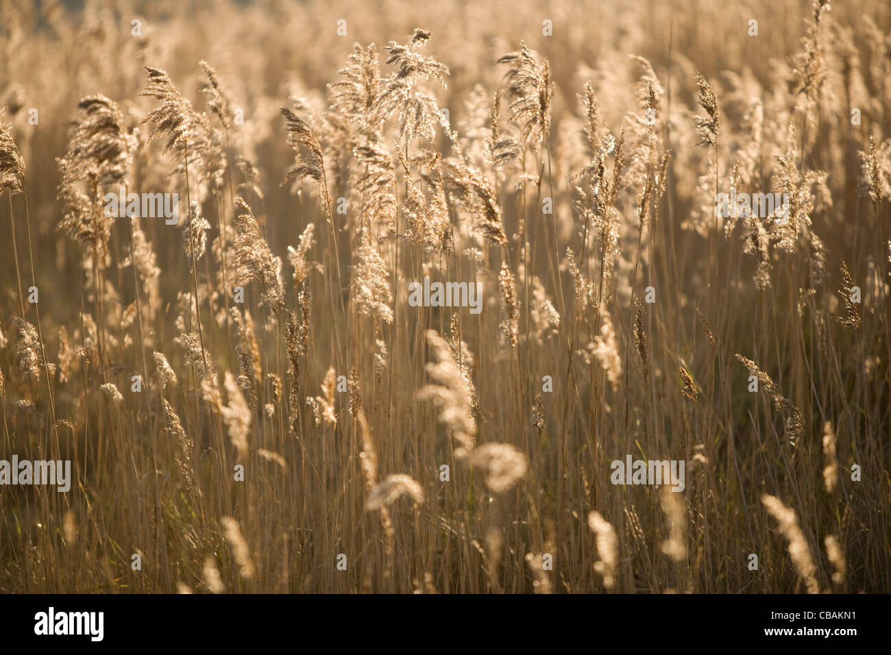Grass pods hi-res stock photography and images - Alamy